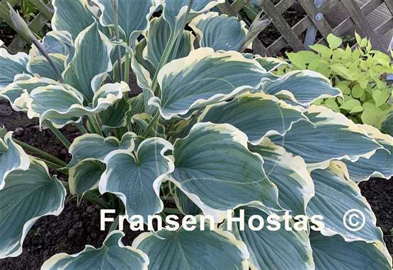 Hosta Hope Springs Eternal - Fransen Hostas Hosta Hope Springs Eternal - Fransen Hostas